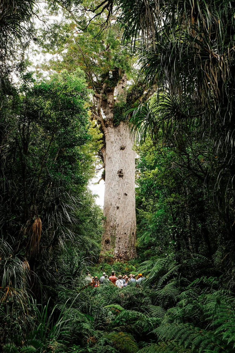 Exploring the Kauri Coast | Someday Today