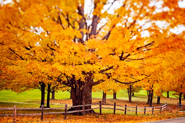 October Flame: Fall Colors in Michigan | Someday Today